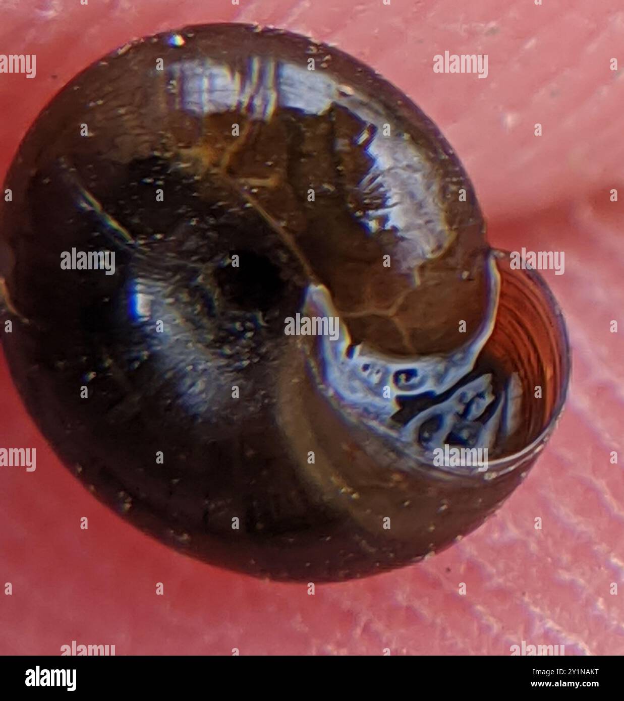 Common Land Snails and Slugs (Stylommatophora) Mollusca Stock Photo - Alamy