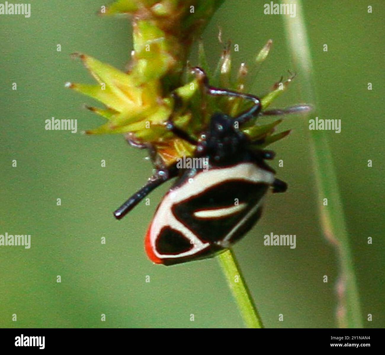 Tolono hi-res stock photography and images - Alamy