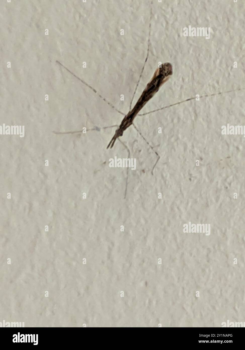 Thread-legged Bugs (Emesinae) Insecta Stock Photo - Alamy