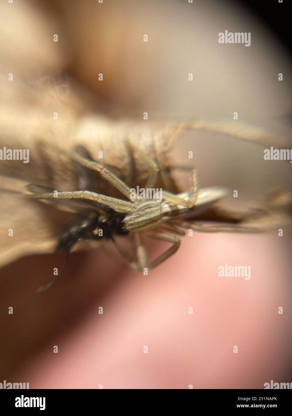 Slender Crab Spiders (Tibellus) Arachnida Stock Photo - Alamy
