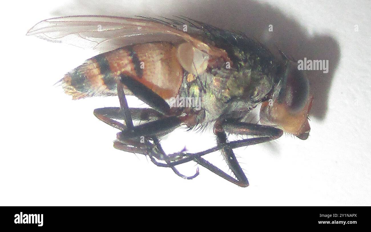 Nose Flies (Rhiniidae) Insecta Stock Photo - Alamy