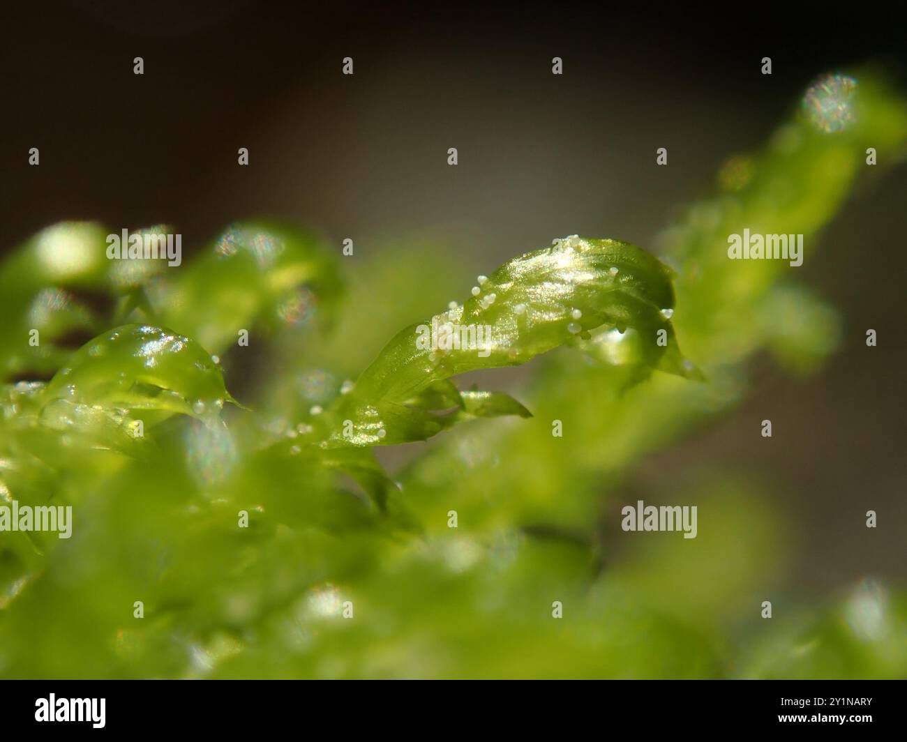 Hygrohypnum Moss (Hygrohypnella ochracea) Plantae Stock Photo - Alamy