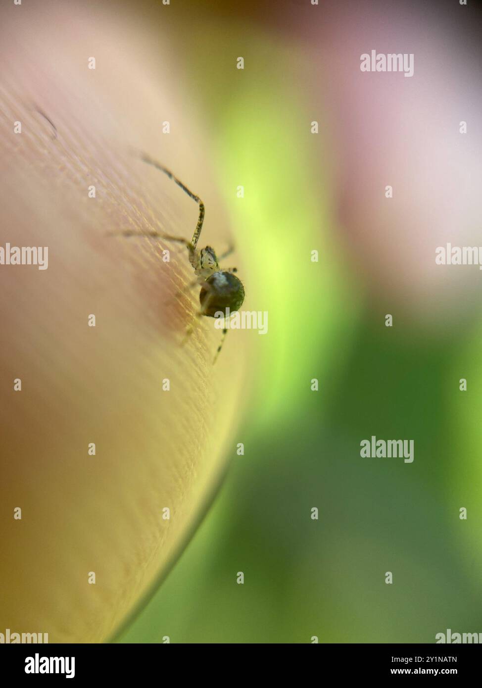 Platnickina hi-res stock photography and images - Alamy