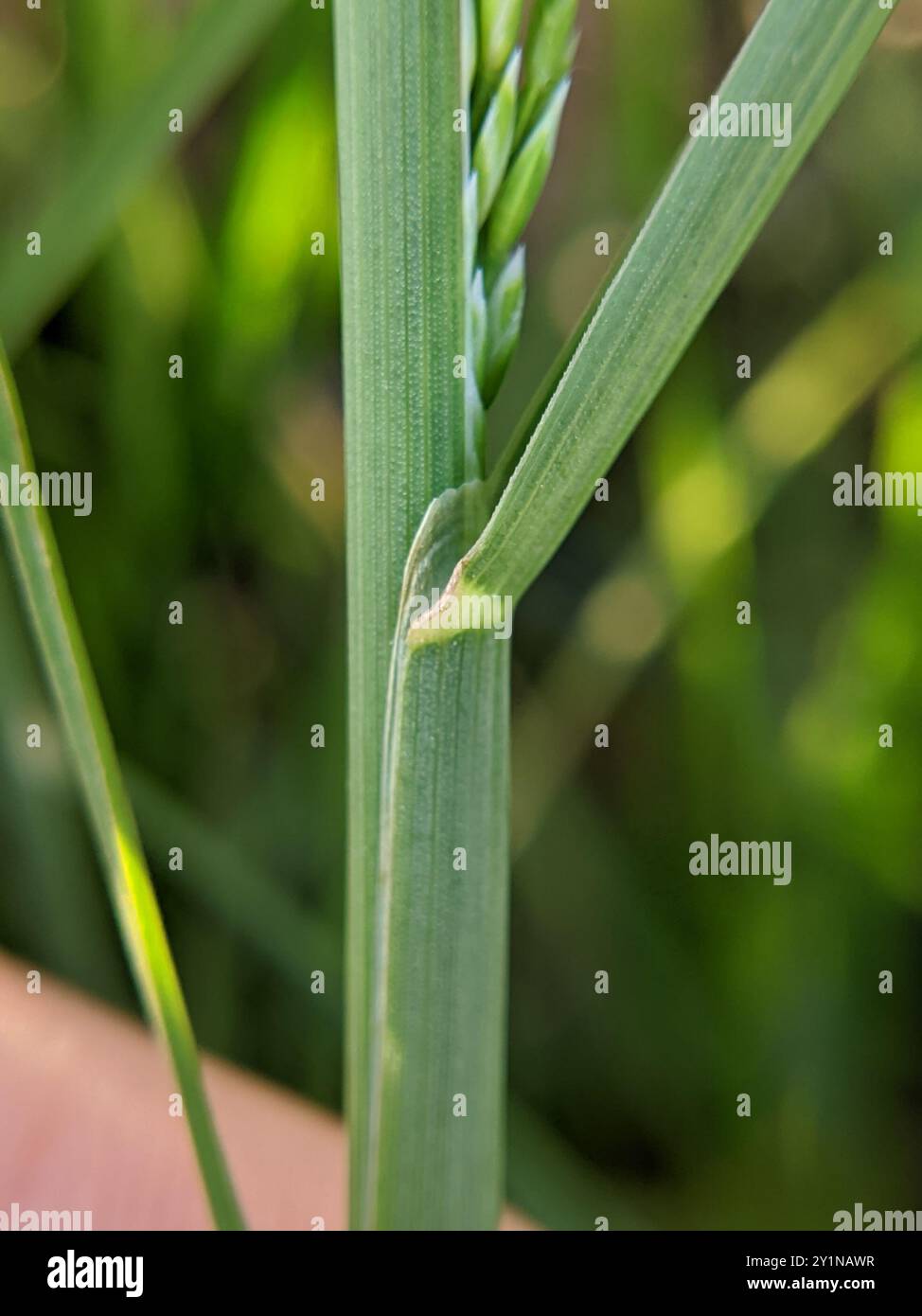 grasses (Poaceae) Plantae Stock Photo - Alamy