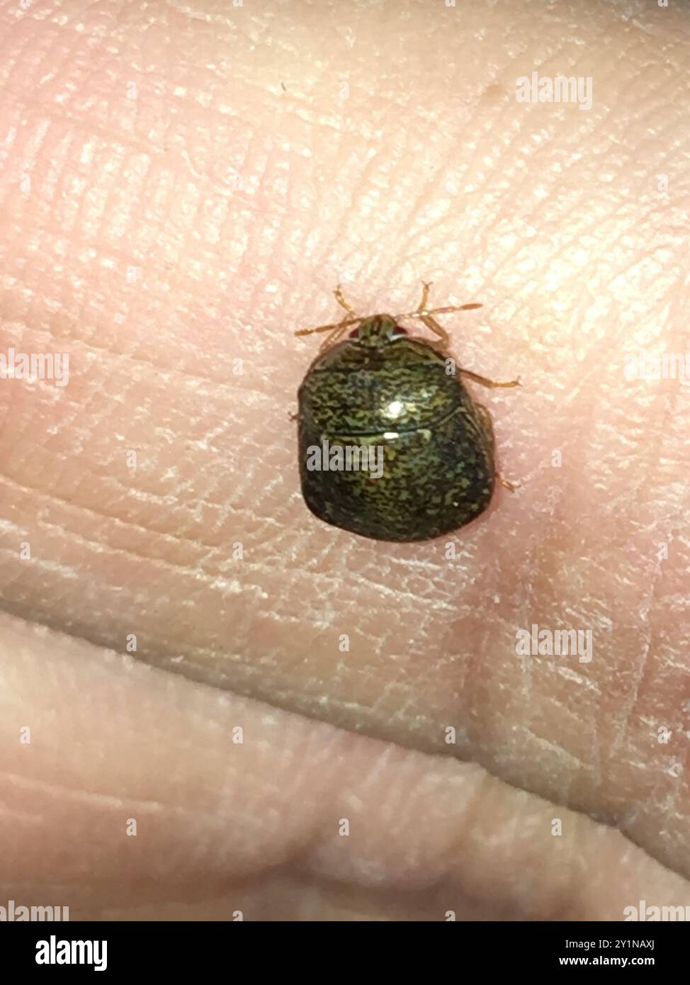 Kudzu Bug (Megacopta cribraria) Insecta Stock Photo - Alamy