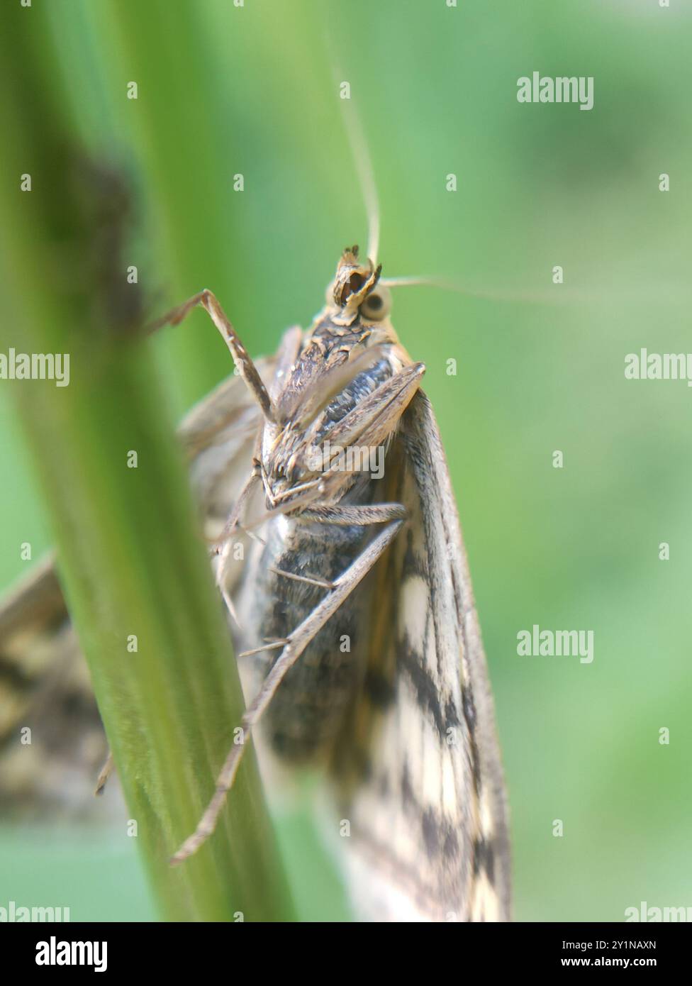 Lesser Pearl (Sitochroa verticalis) Insecta Stock Photo - Alamy