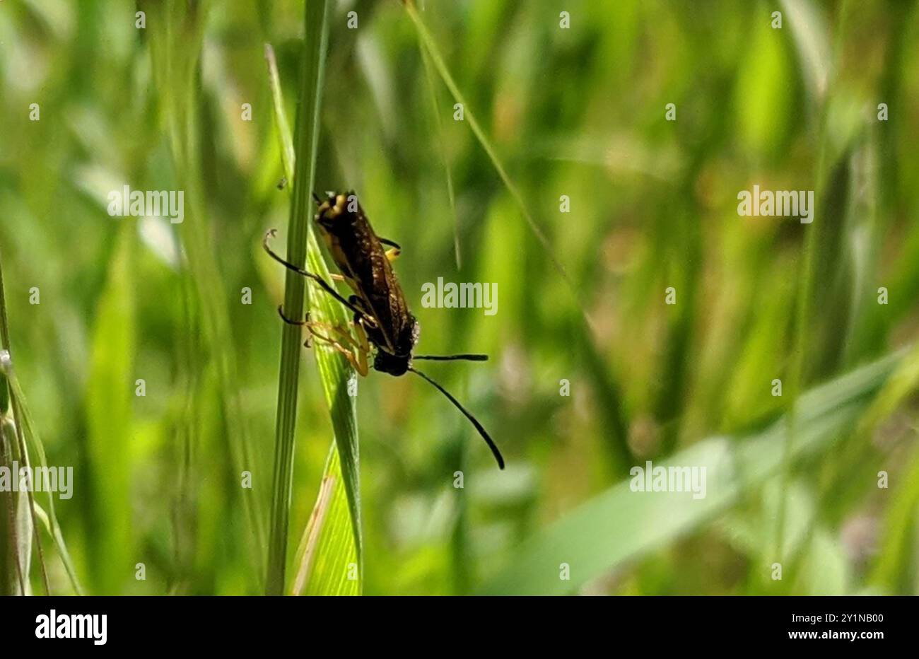 Stem Sawflies (Cephidae) Insecta Stock Photo - Alamy