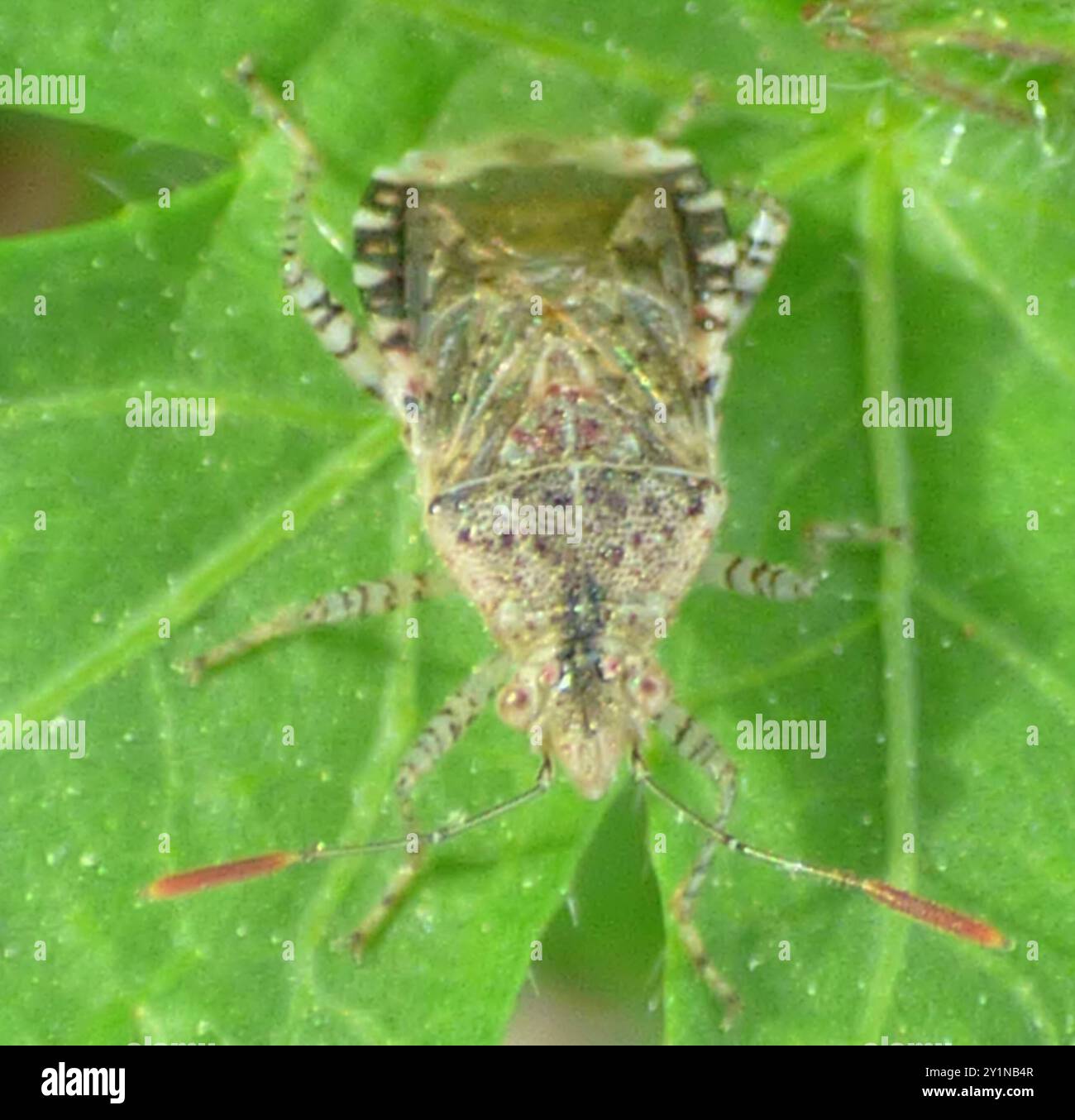 Hibiscus Scentless Plant Bug (Niesthrea louisianica) Insecta Stock ...