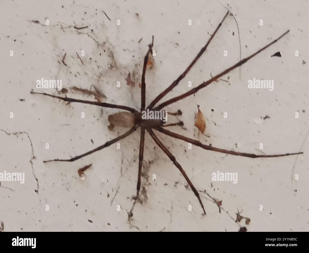 Sheetweb Spiders (Cambridgea) Arachnida Stock Photo - Alamy