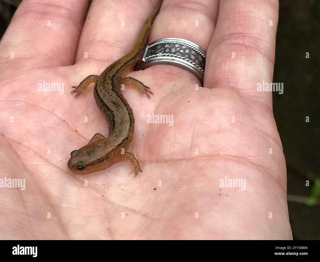 Southern Two-lined Salamander (Eurycea cirrigera) Amphibia Stock Photo ...