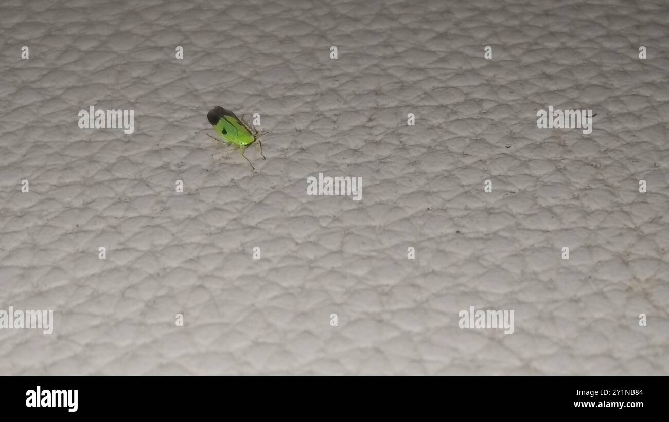 Green Rice Leafhoppers (Nephotettix) Insecta Stock Photo - Alamy