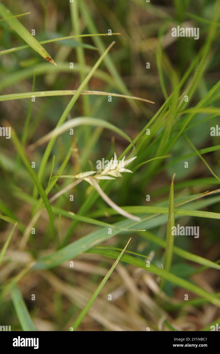 alpine grass (Carex brizoides) Plantae Stock Photo - Alamy