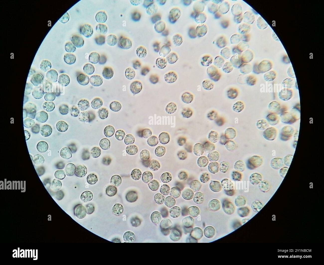 Asian Beauty (Radulomyces copelandii) Fungi Stock Photo - Alamy