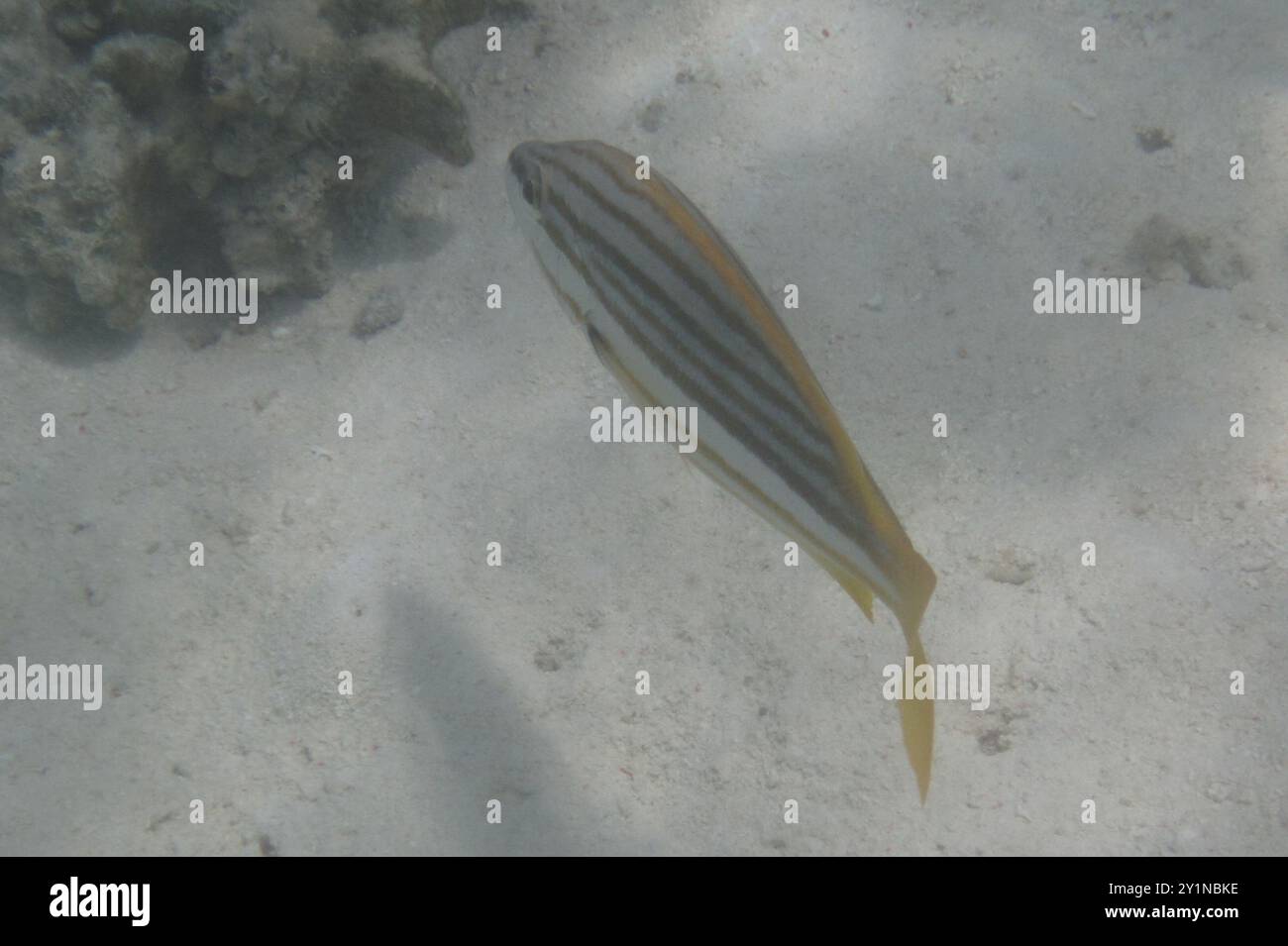 Spanish Flag Snapper (Lutjanus carponotatus) Actinopterygii Stock Photo ...