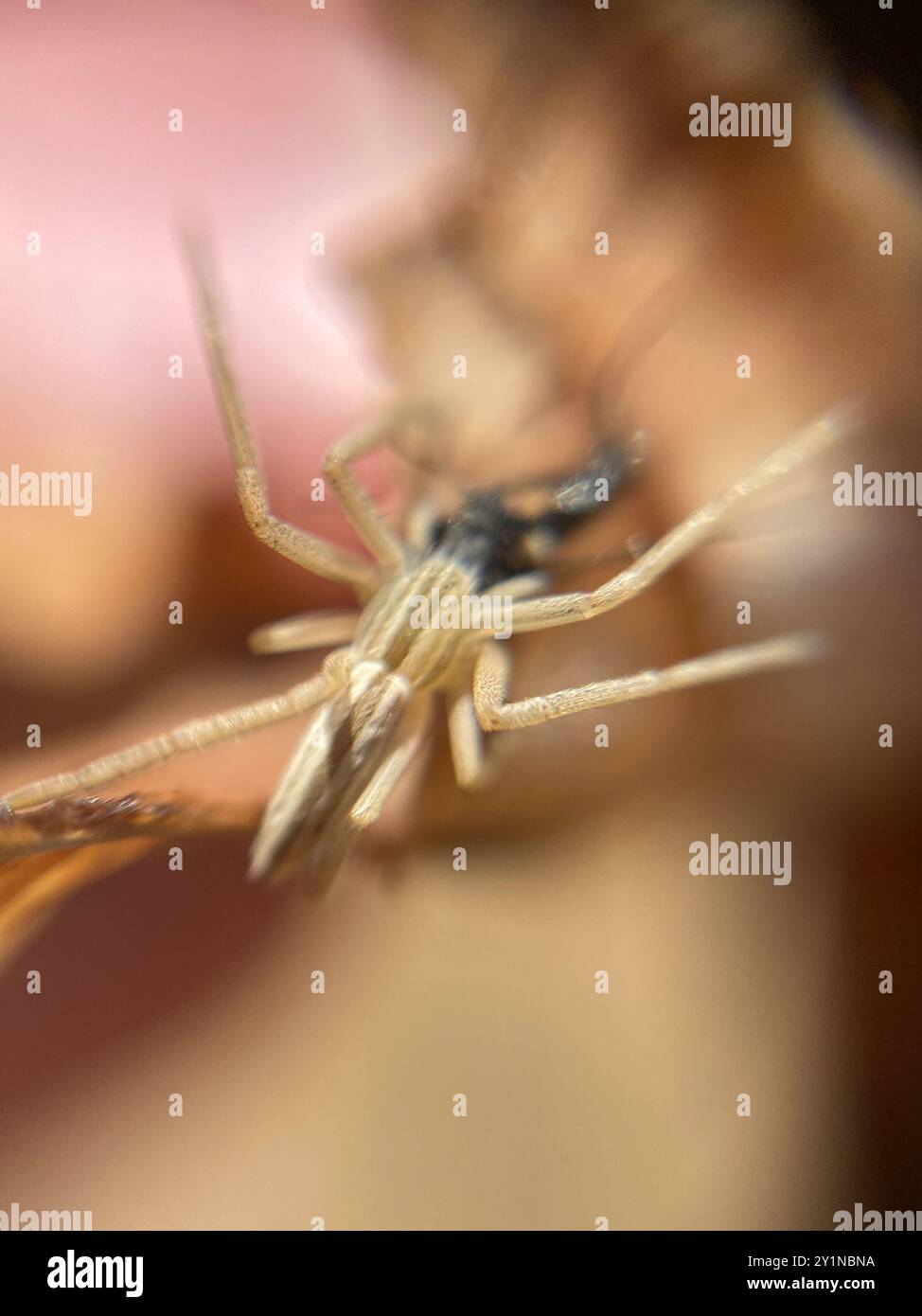 Slender Crab Spiders (Tibellus) Arachnida Stock Photo - Alamy