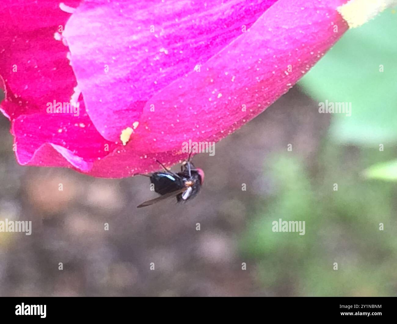 Lance Flies (Lonchaeidae) Insecta Stock Photo - Alamy