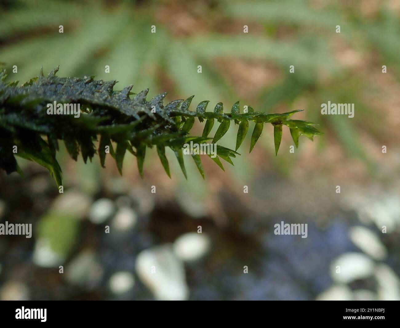 Willow Moss (Fontinalis antipyretica) Plantae Stock Photo - Alamy