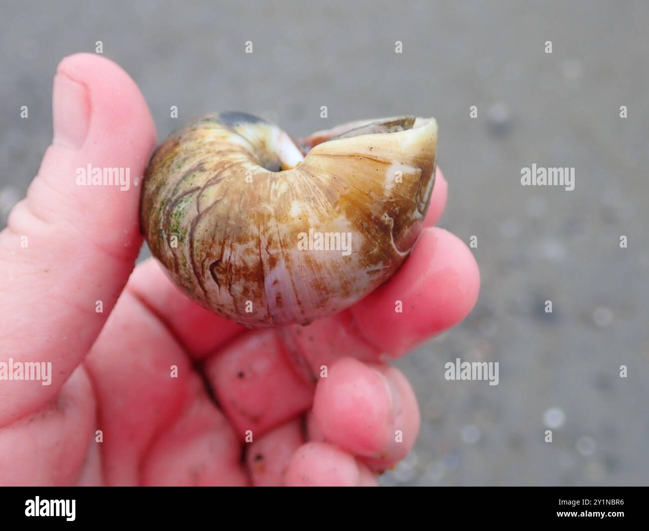 Northern Moonsnail (Euspira heros) Mollusca Stock Photo - Alamy