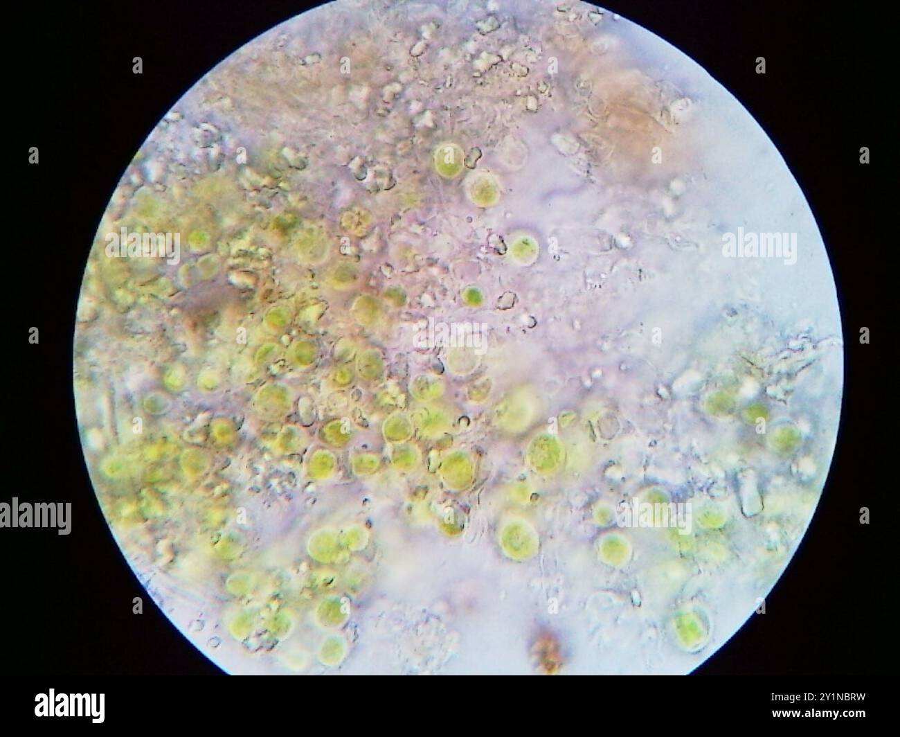 (Peniophora laurentii) Fungi Stock Photo - Alamy