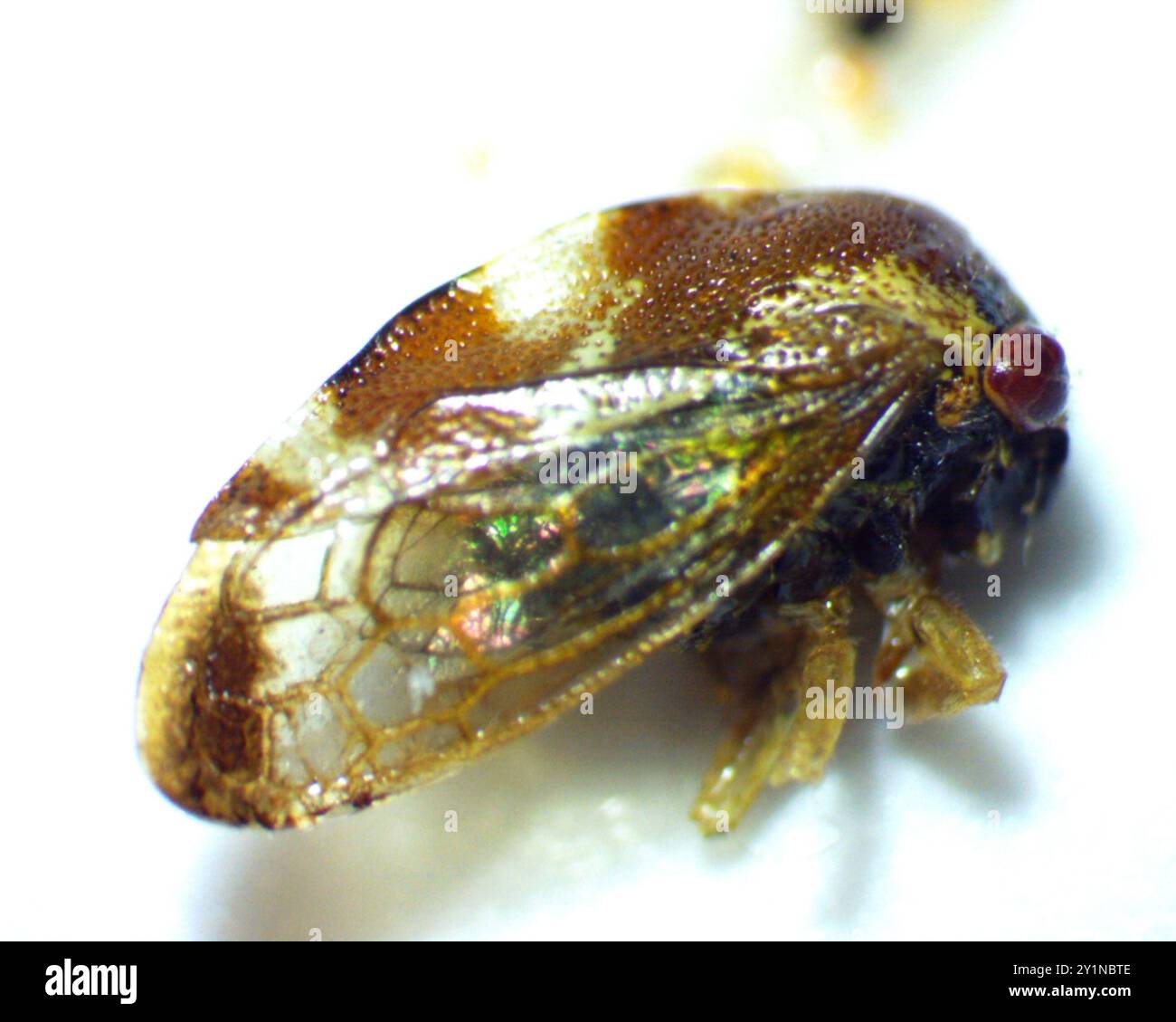 (Cyrtolobus togatus) Insecta Stock Photo - Alamy