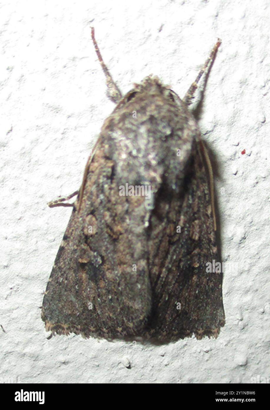 Dark Mottled Willow (Spodoptera cilium) Insecta Stock Photo - Alamy