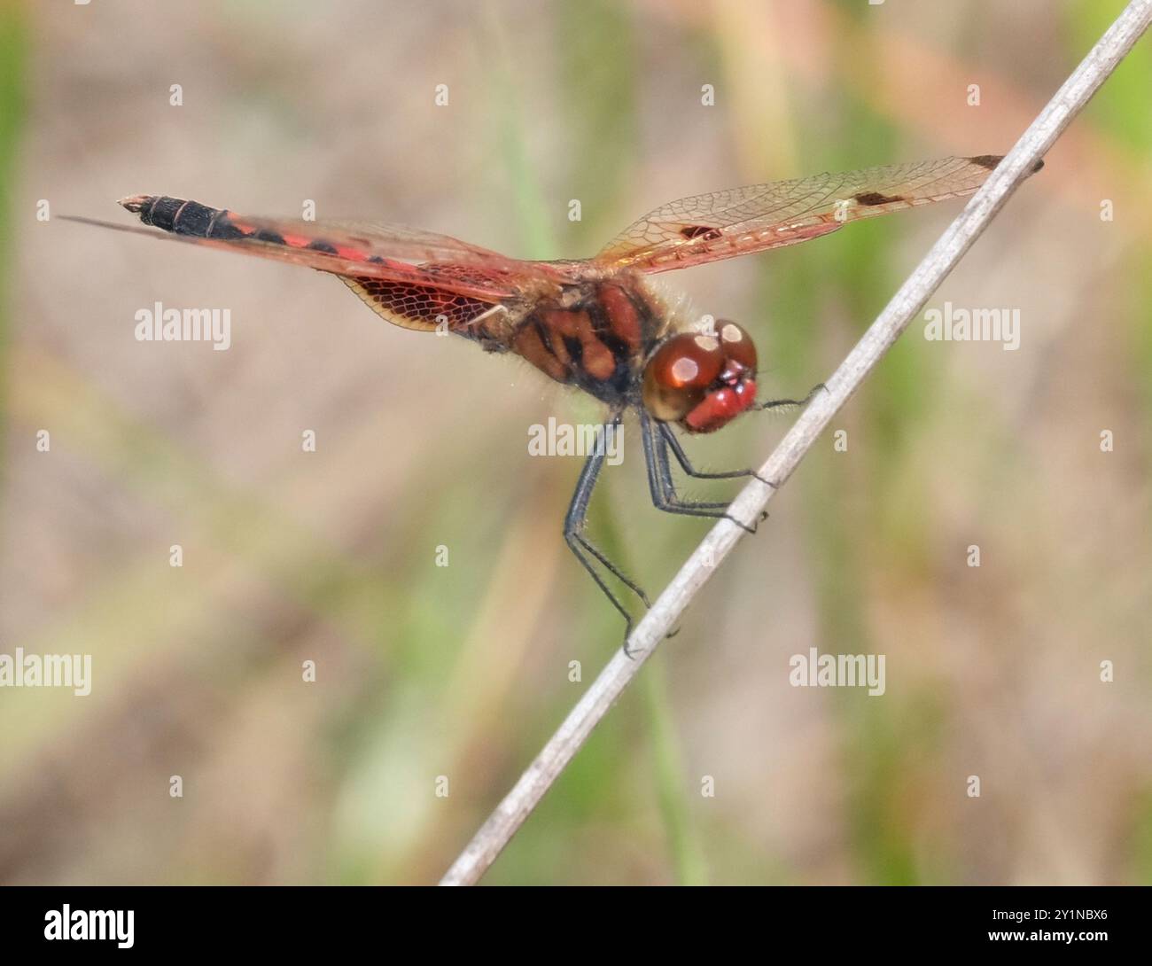 Calico Pennant (Celithemis elisa) Insecta Stock Photo - Alamy