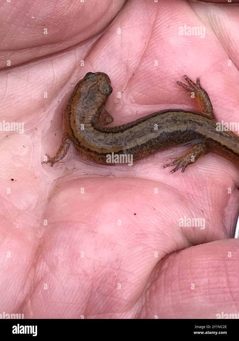 Southern Two-lined Salamander (Eurycea cirrigera) Amphibia Stock Photo ...