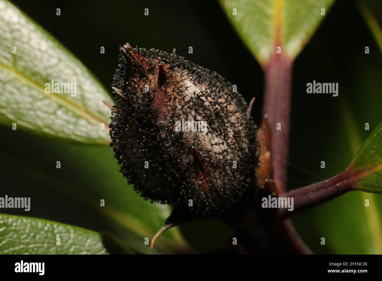 Rhododendron Blight (Seifertia azaleae) Fungi Stock Photo - Alamy