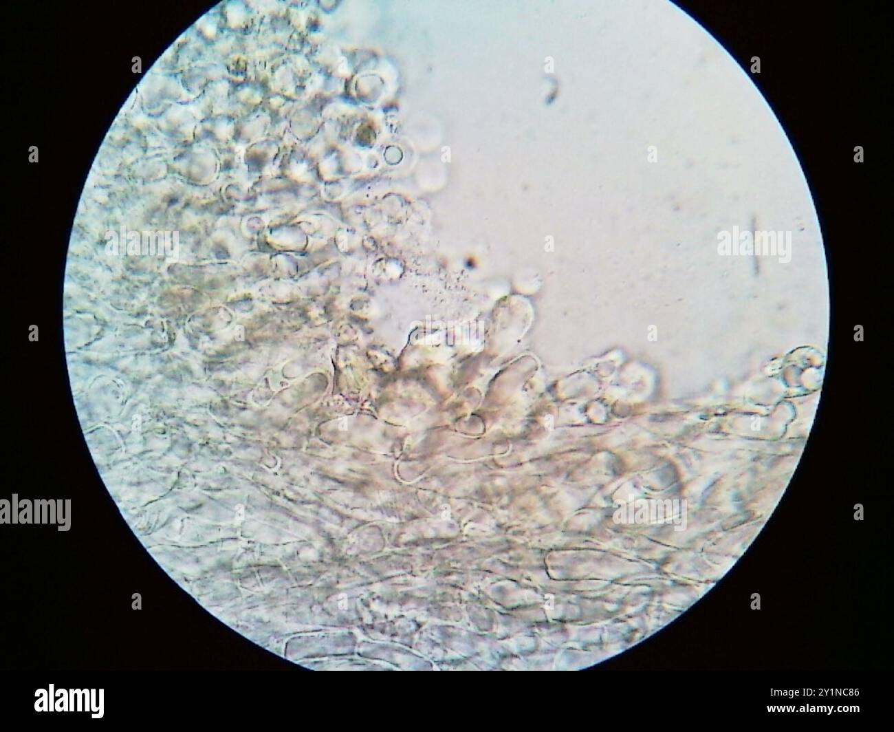 bleeding porecrust (Physisporinus sanguinolentus) Fungi Stock Photo - Alamy