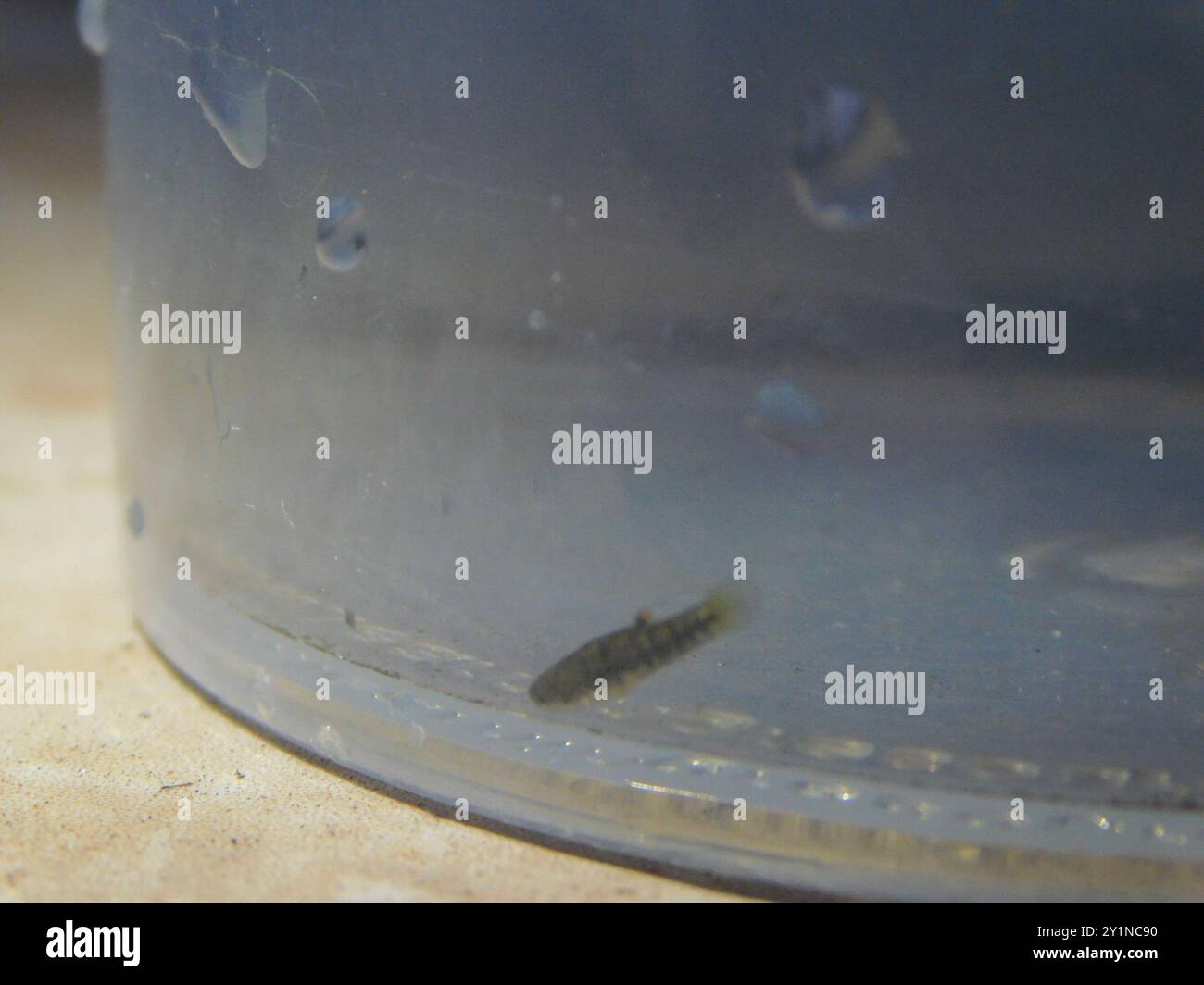 Least Killifish (Heterandria formosa) Actinopterygii Stock Photo - Alamy