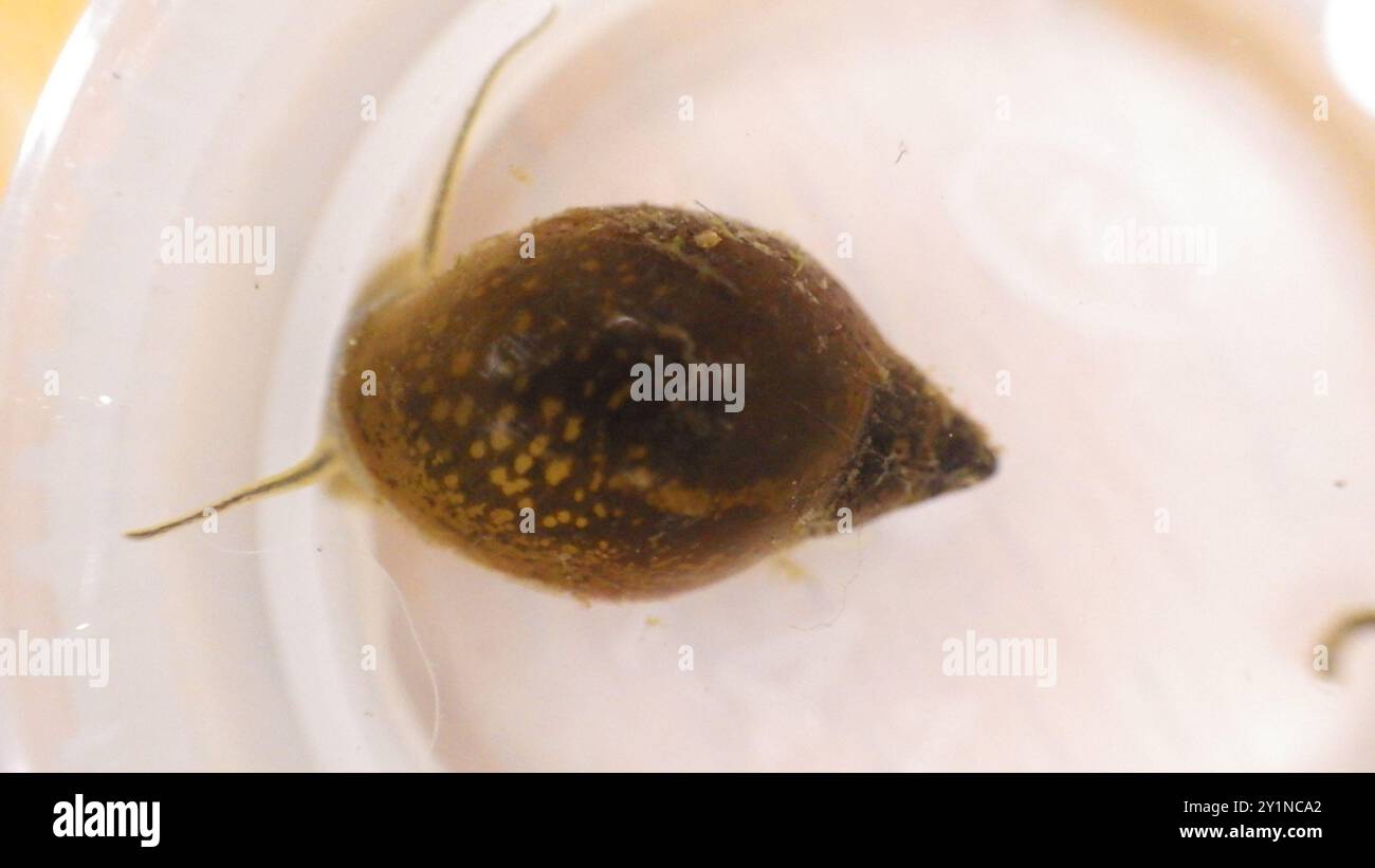 Bladder Snails (Physidae) Mollusca Stock Photo - Alamy