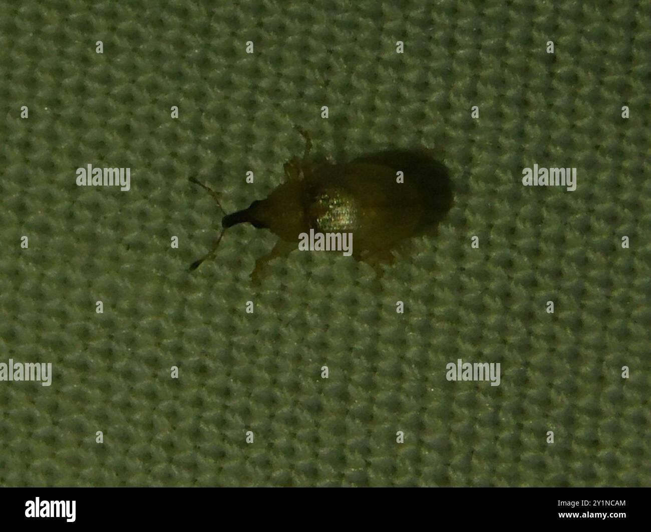 (Notolomus basalis) Insecta Stock Photo - Alamy