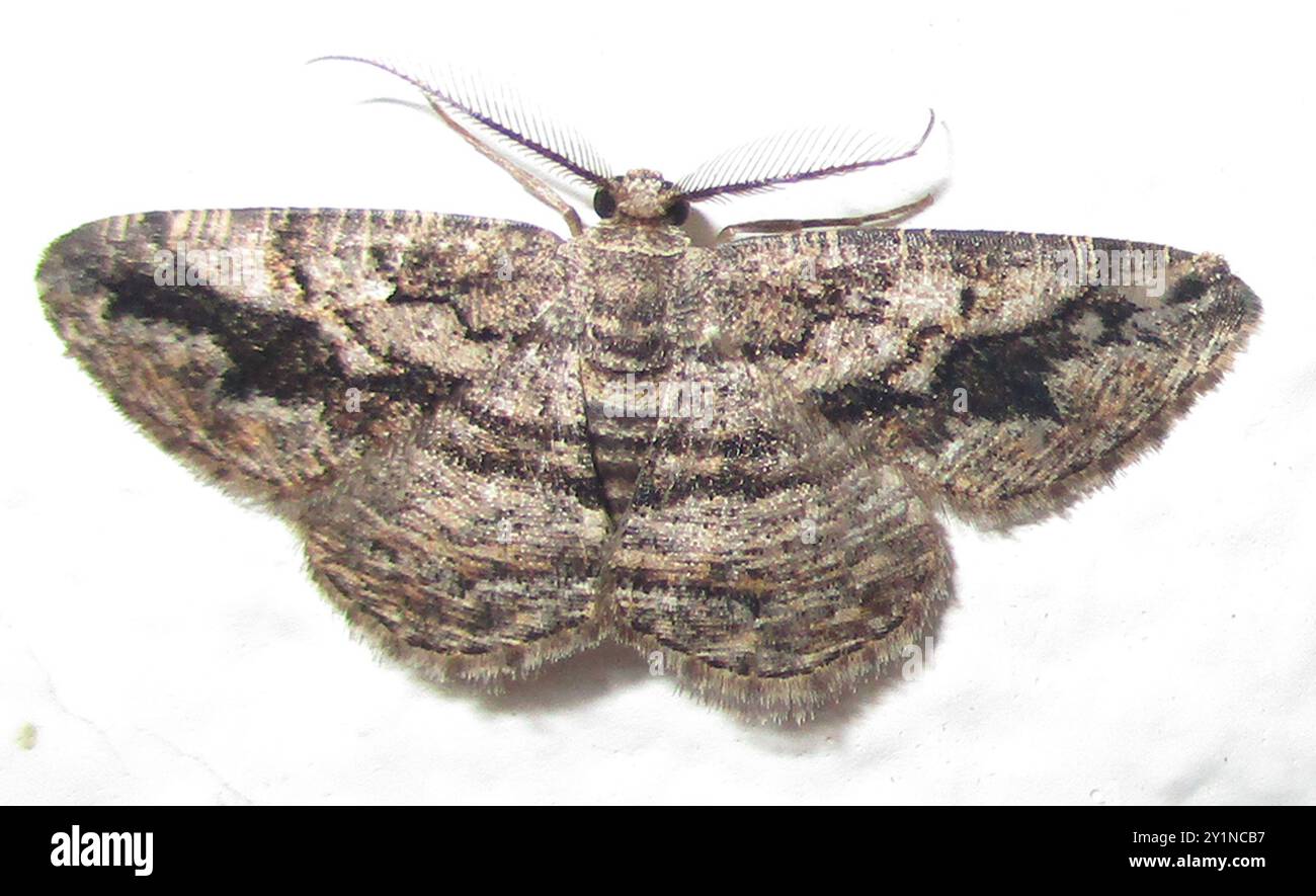 Geometer Moths (Geometridae) Insecta Stock Photo - Alamy