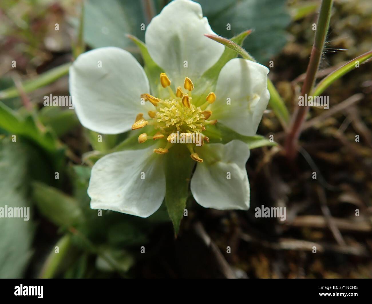 Hybrid Pacific Northwest Strawberry (Fragaria × ananassa cuneifolia ...