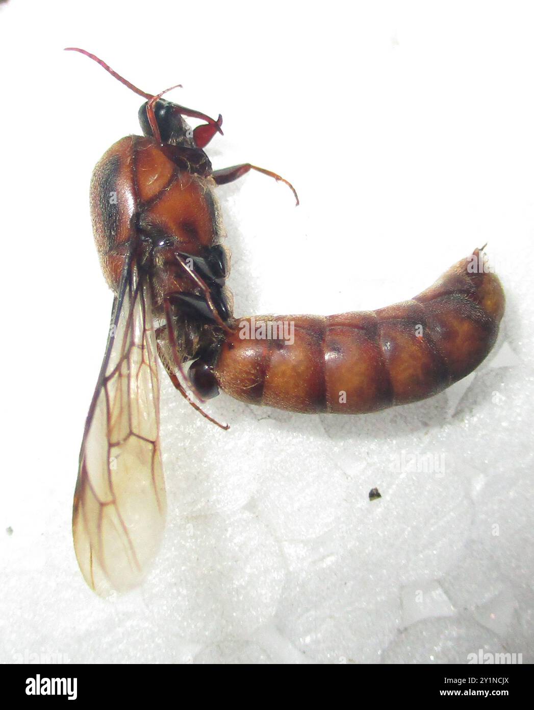 Driver Ants (Dorylus) Insecta Stock Photo - Alamy