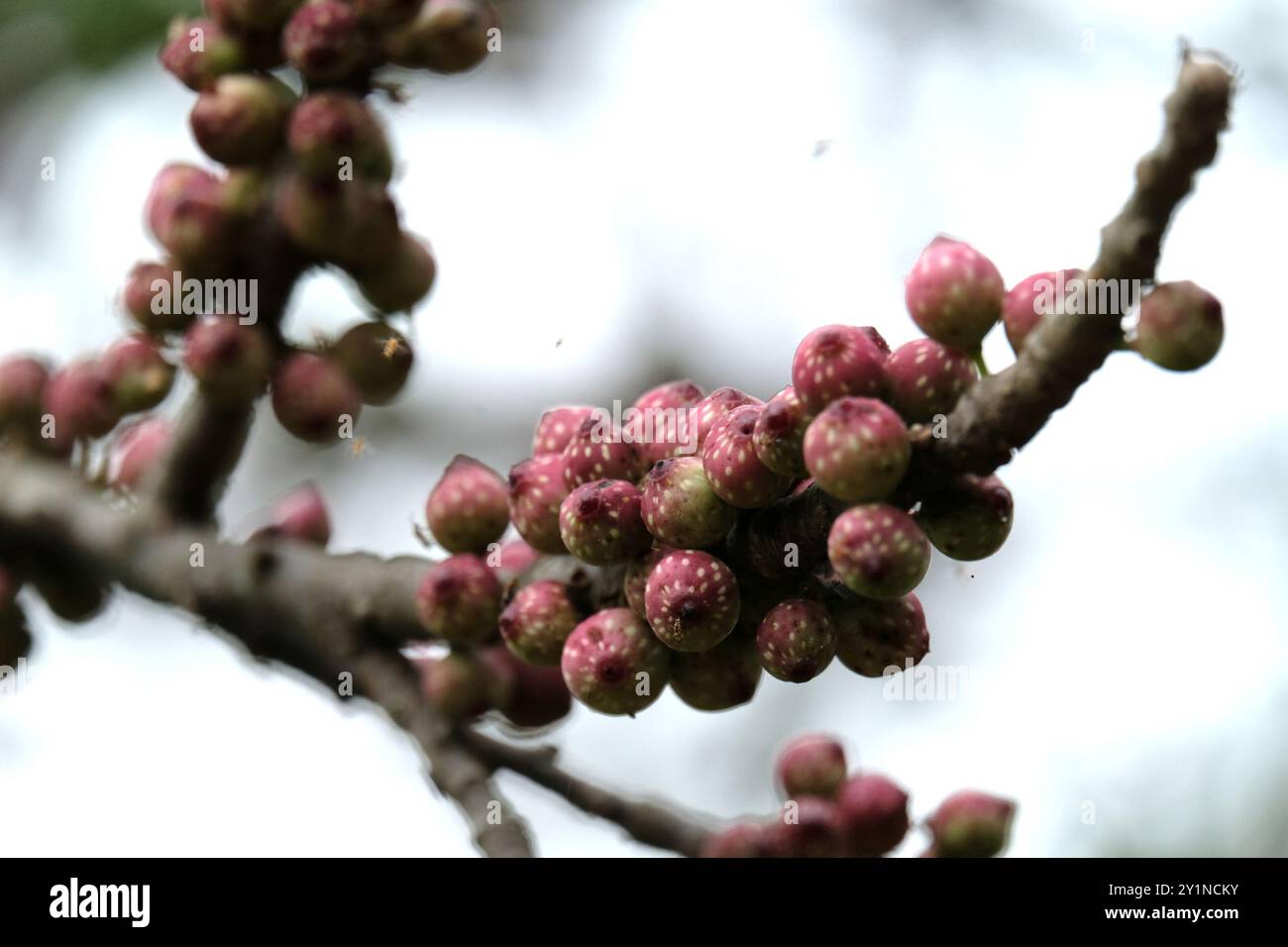 Japanese Superb Fig (Ficus subpisocarpa) Plantae Stock Photo - Alamy