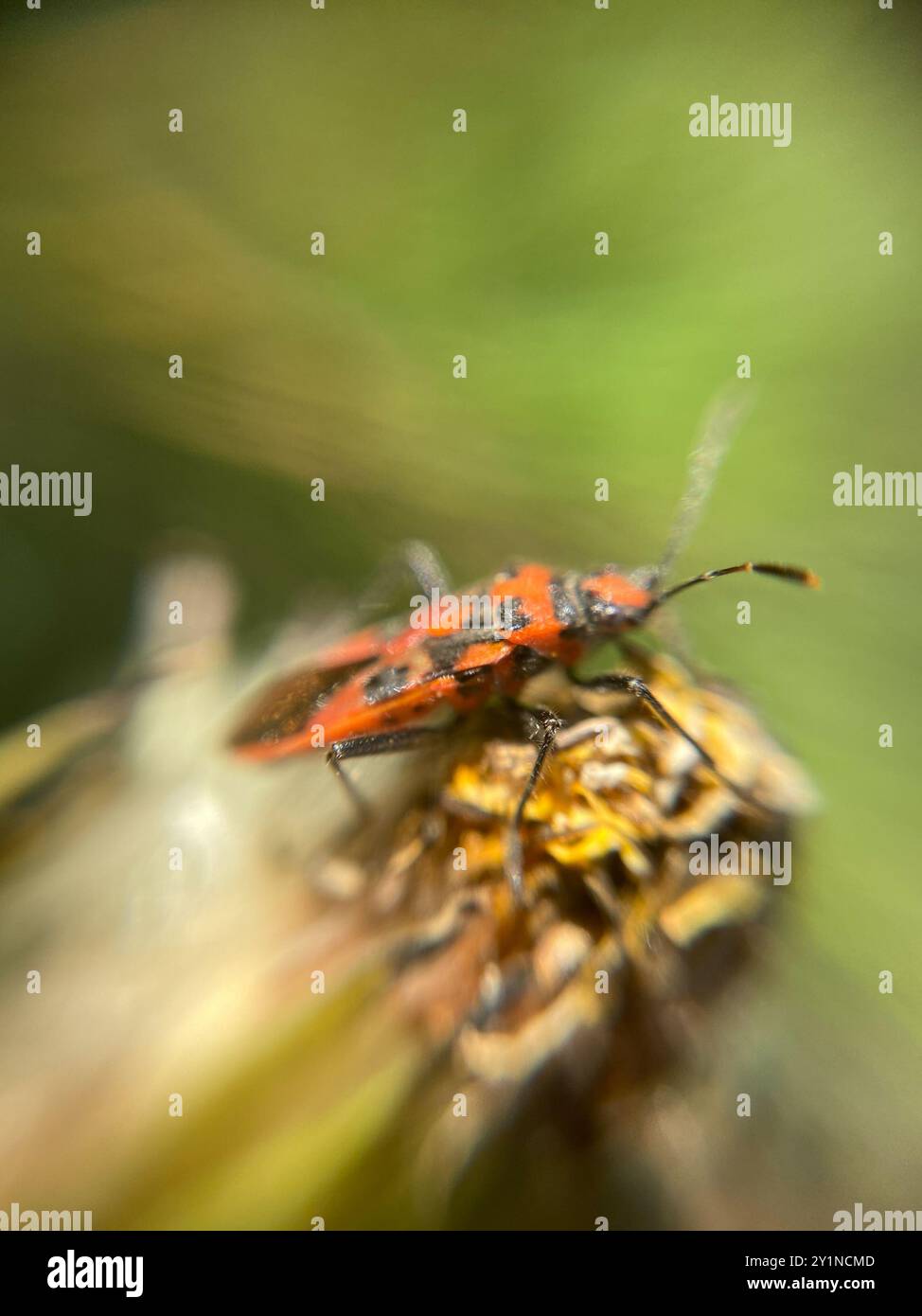 Spotted Firebug (Corizus hyoscyami) Insecta Stock Photo - Alamy