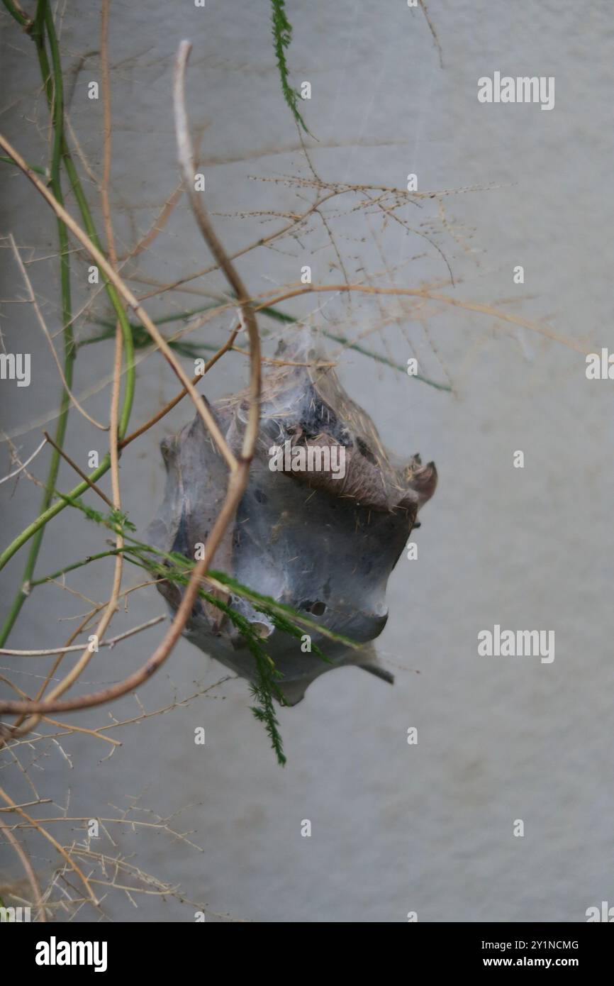 Rain Spiders (Palystes) Arachnida Stock Photo - Alamy