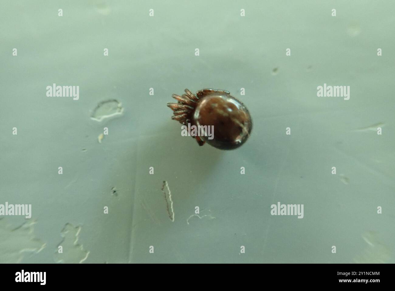Rabbit Hutch Spider (Steatoda bipunctata) Arachnida Stock Photo - Alamy