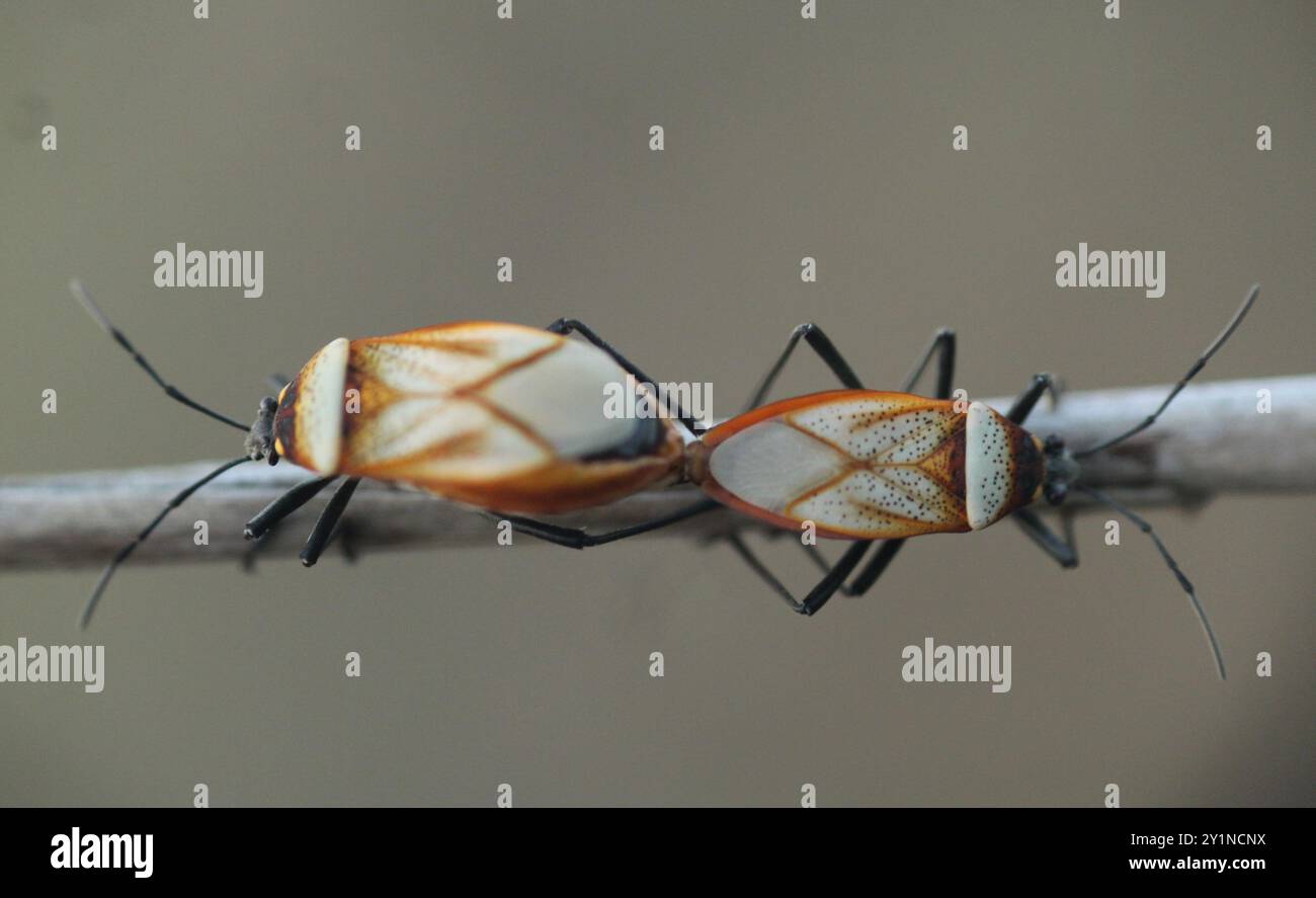 (Largus trochanterus) Insecta Stock Photo - Alamy