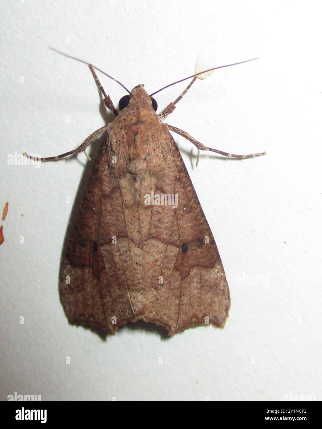 Angled Gem (Anomis sabulifera) Insecta Stock Photo - Alamy