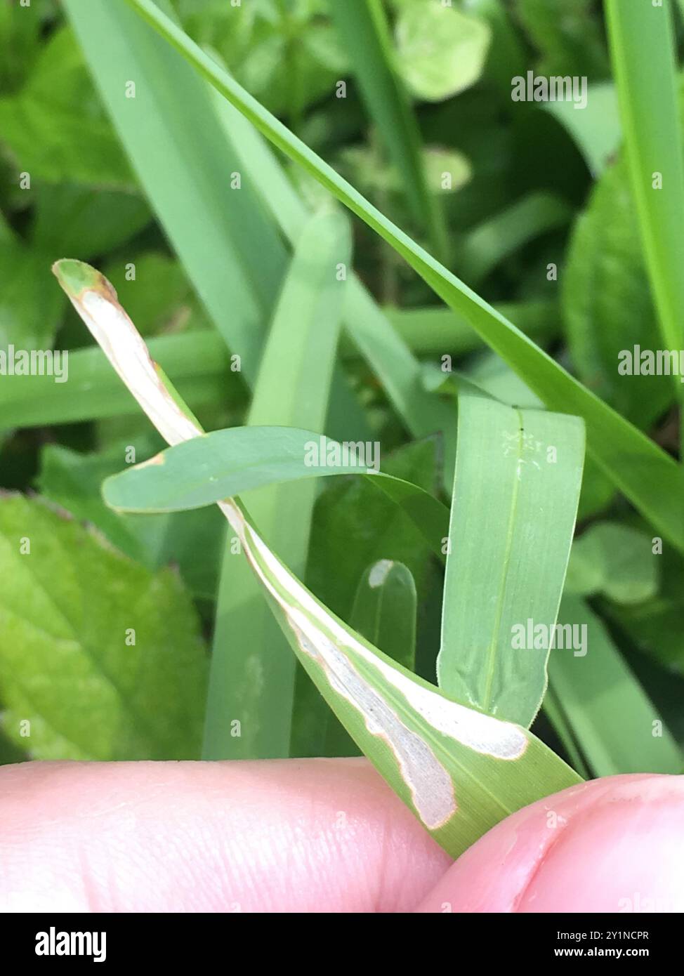 Winged and Once-winged Insects (Pterygota) Insecta Stock Photo - Alamy
