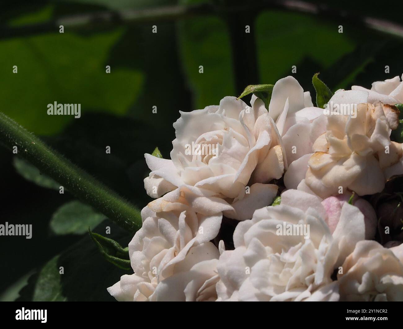 Chinese Glorybower (Clerodendrum chinense) Plantae Stock Photo - Alamy