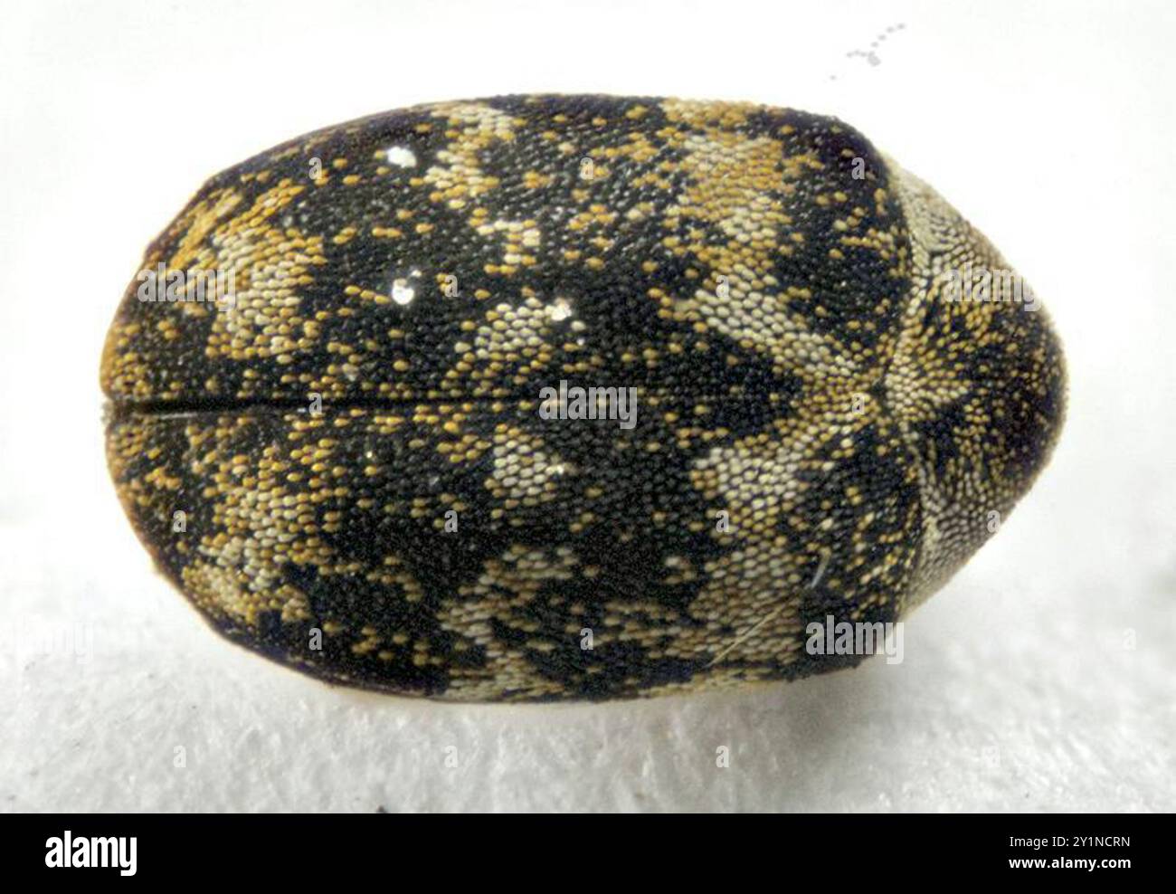 Museum Beetle (Anthrenus museorum) Insecta Stock Photo - Alamy