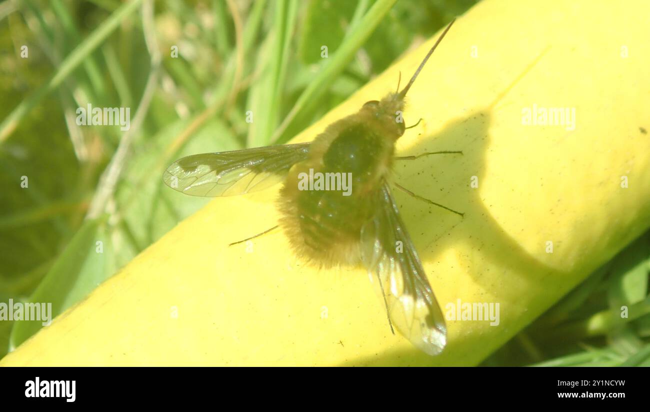 Greater Bee Fly (Bombylius major) Insecta Stock Photo - Alamy