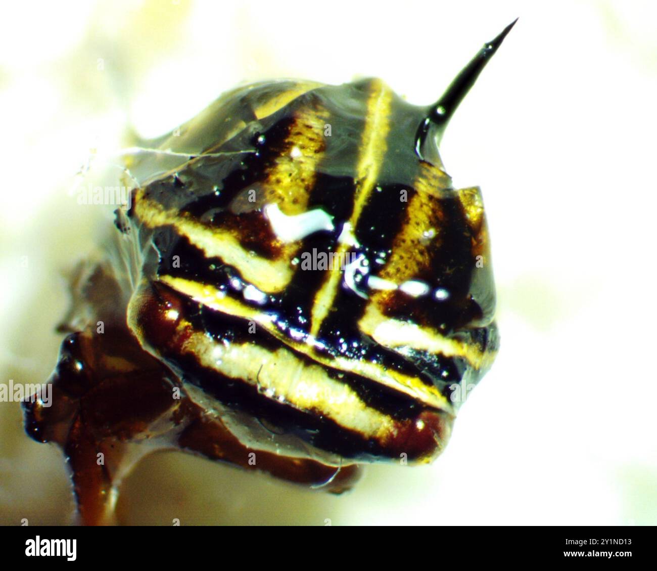 Oak Treehopper (Platycotis vittata) Insecta Stock Photo - Alamy