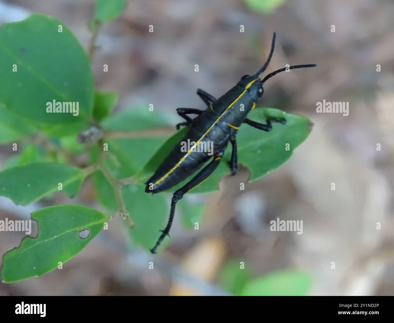 Eastern Lubber Grasshopper (Romalea microptera) Insecta Stock Photo - Alamy