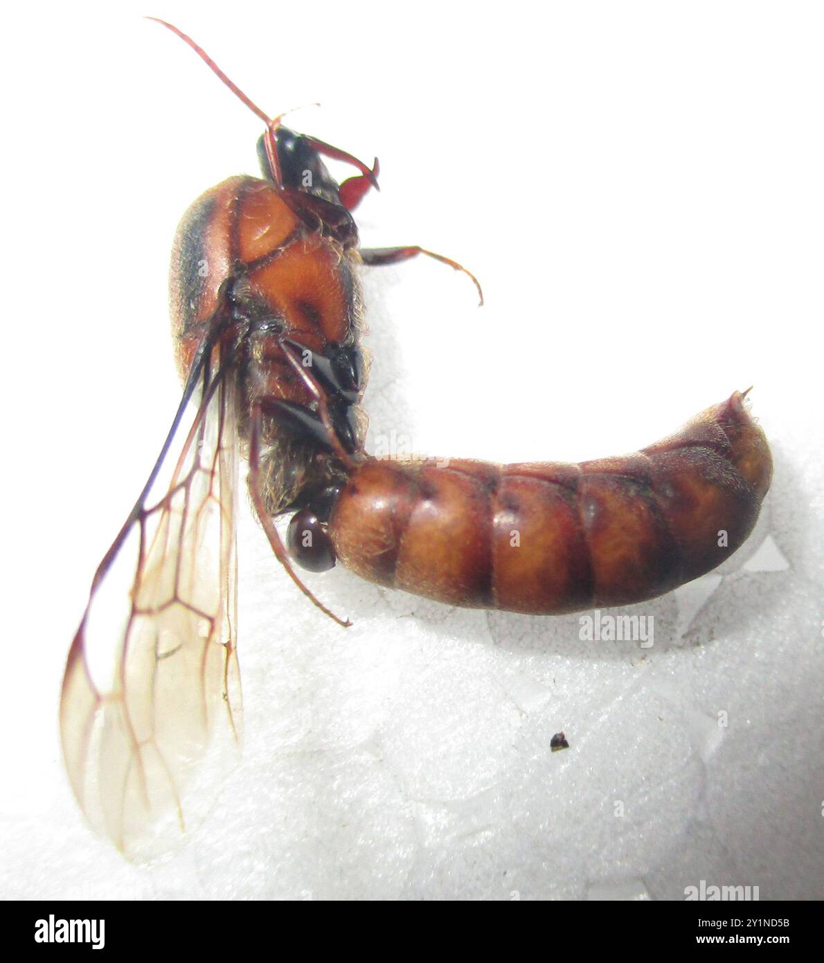 Dorylus ants hi-res stock photography and images - Alamy