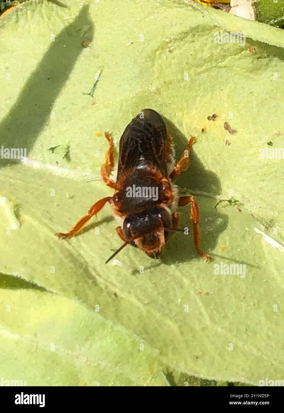 Spotted Red-Resin bee (Rhodanthidium sticticum) Insecta Stock Photo - Alamy