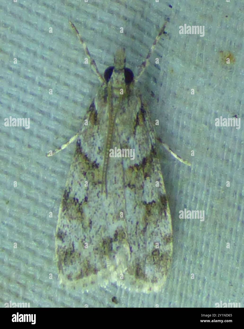 Double-striped Scoparia Moth (Scoparia biplagialis) Insecta Stock Photo ...